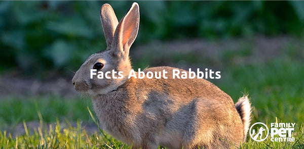 Facts About Rabbits| Family Pet Centre