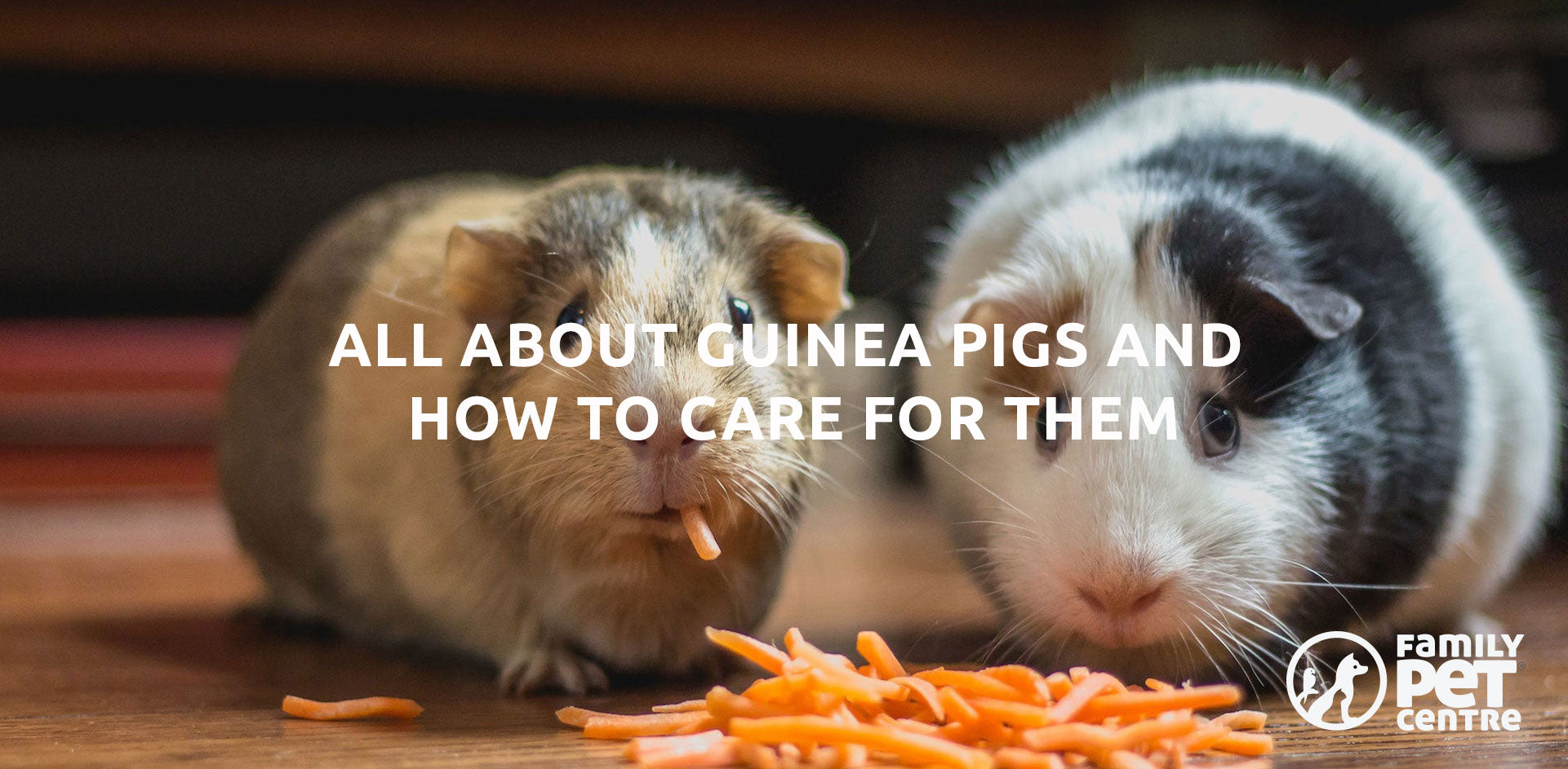 All About Guinea Pigs And How To Care For Them | Family Pet Centre