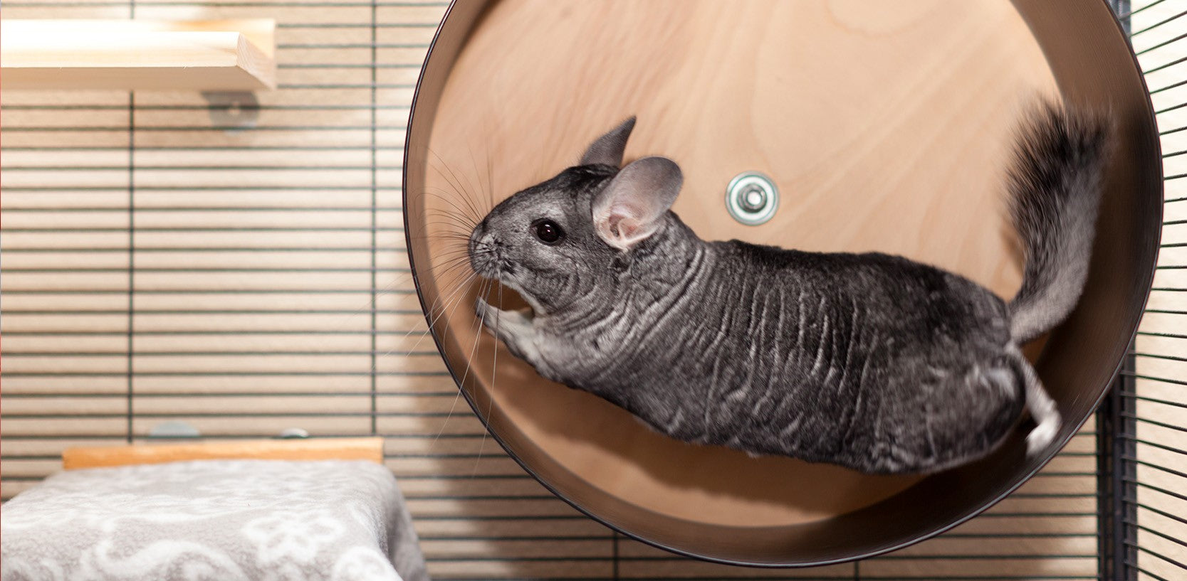 Keep Your Chinchilla Happy - Family Pet Centre